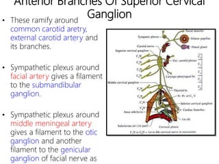 Cervical sympathetic trunks ANATOMY | PPTX