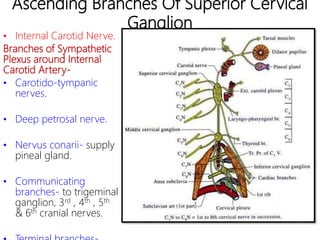 Cervical sympathetic trunks ANATOMY | PPTX