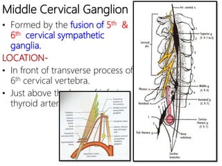 Cervical sympathetic trunks ANATOMY | PPTX