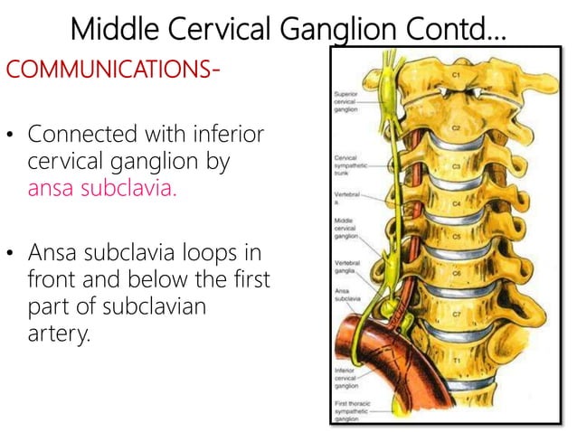 Cervical sympathetic trunks ANATOMY | PPTX