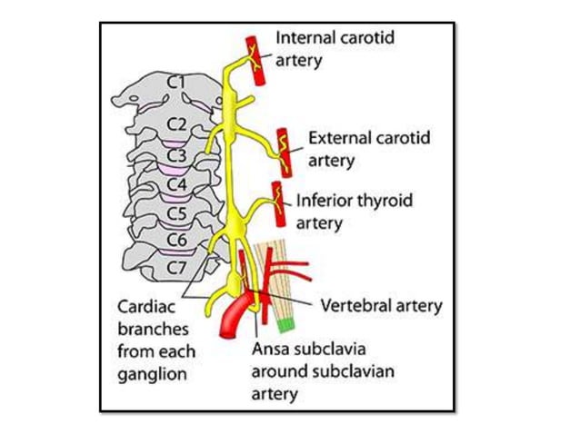 Cervical sympathetic trunks ANATOMY | PPTX