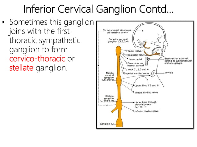 Cervical sympathetic trunks ANATOMY | PPTX