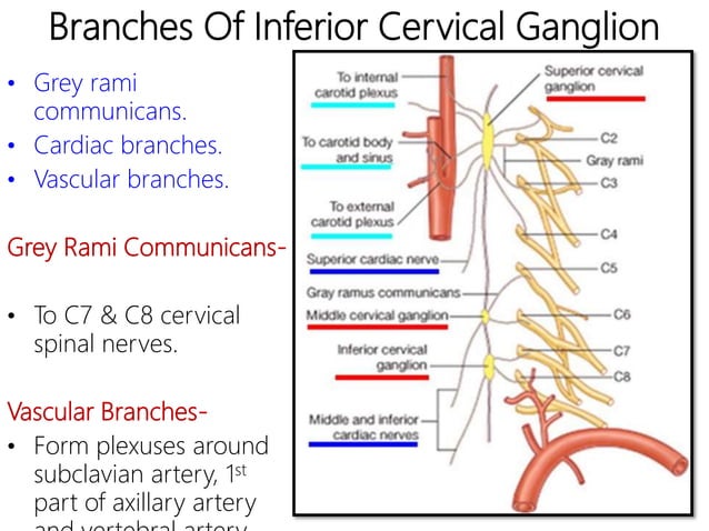 Cervical sympathetic trunks ANATOMY | PPTX