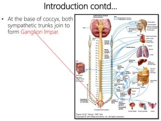 Cervical sympathetic trunks ANATOMY | PPTX