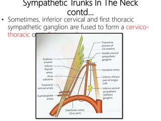 Cervical sympathetic trunks ANATOMY | PPTX