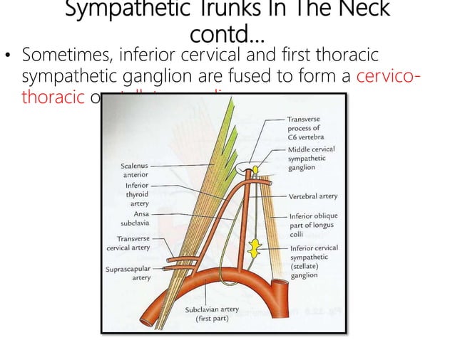 Cervical sympathetic trunks ANATOMY | PPTX