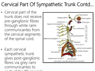 Cervical sympathetic trunks ANATOMY | PPTX