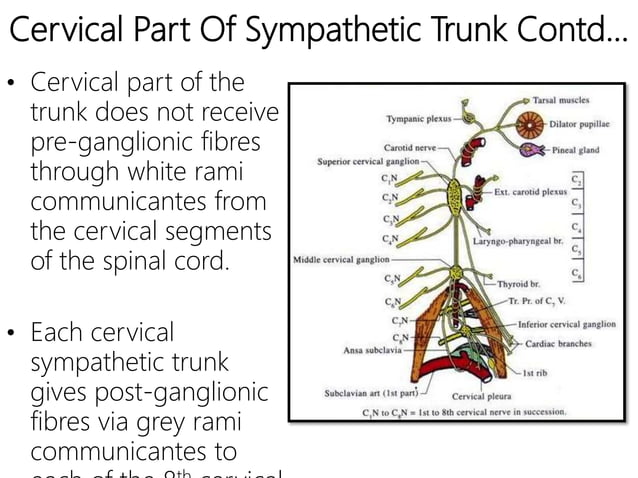 Cervical sympathetic trunks ANATOMY | PPTX