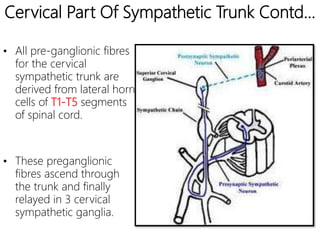 Cervical sympathetic trunks ANATOMY | PPTX