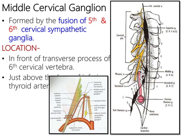 Cervical sympathetic trunks ANATOMY
