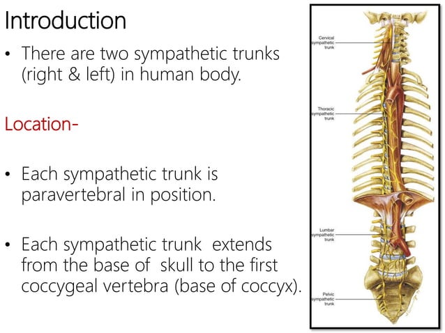 Cervical sympathetic trunks ANATOMY