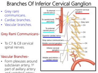 Cervical Sympathetic Trunk