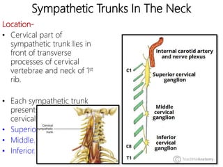 Sympathetic Trunk Neck