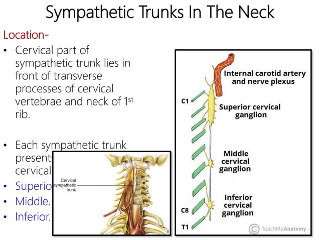 Cervical sympathetic trunks ANATOMY