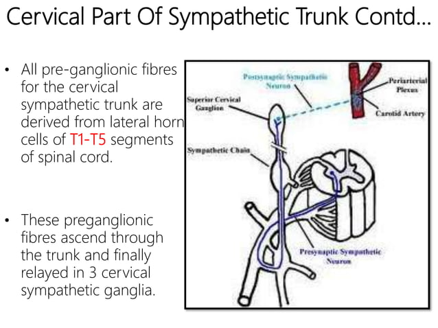 Cervical sympathetic trunks ANATOMY