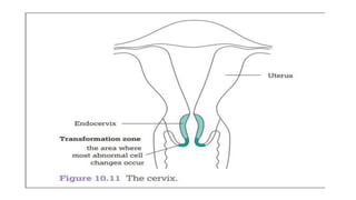 Cervical uterine smear (pap smear).pptx