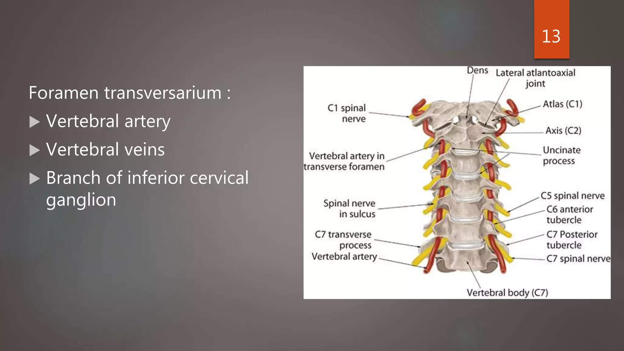 Cervical vertebra | PPTX