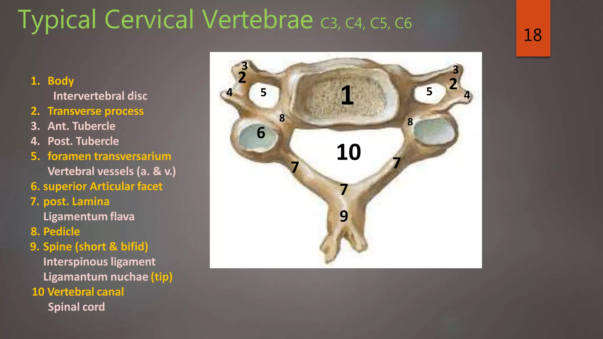 Cervical vertebra | PPTX