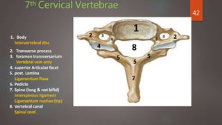 Cervical vertebra | PPTX