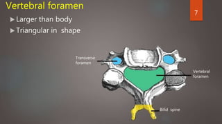 Cervical vertebra | PPTX