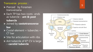 Cervical vertebra | PPTX