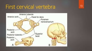 Cervical vertebra | PPT