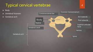 Typical Cervical Vertebrae