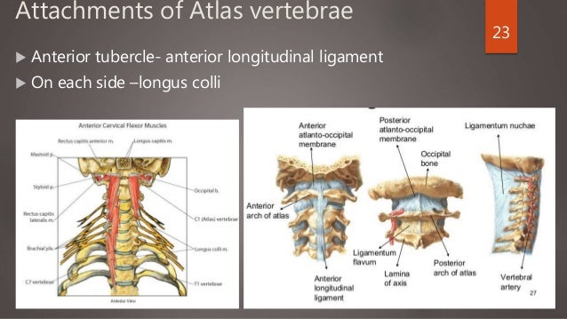 Cervical vertebra