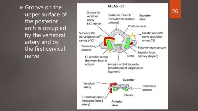 Cervical vertebra