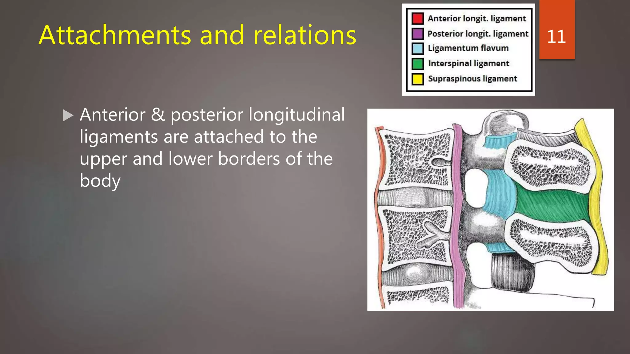 cervicalvertebra17-4-19-190528145645 (1).pdf