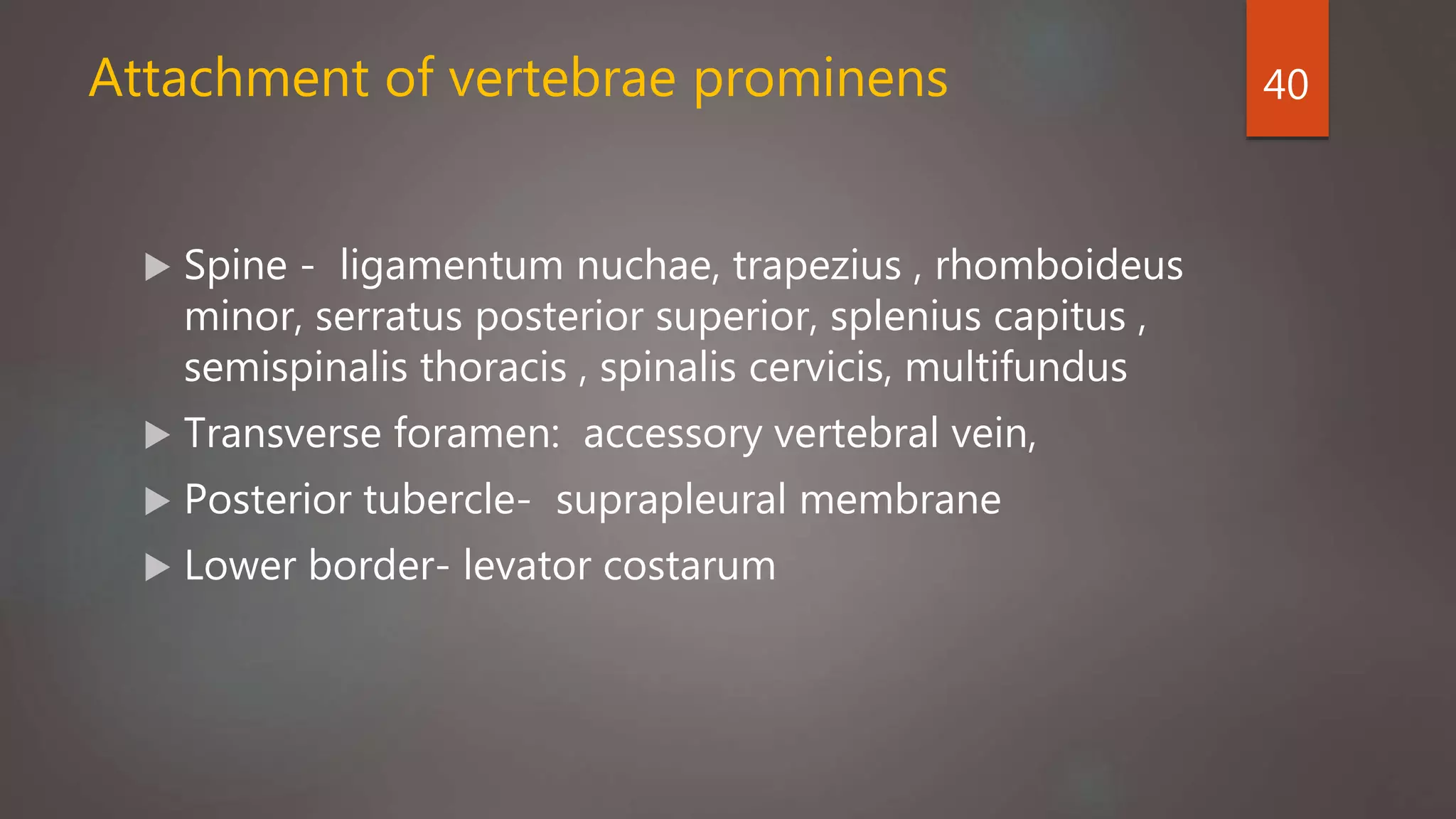 cervicalvertebra17-4-19-190528145645 (1).pdf