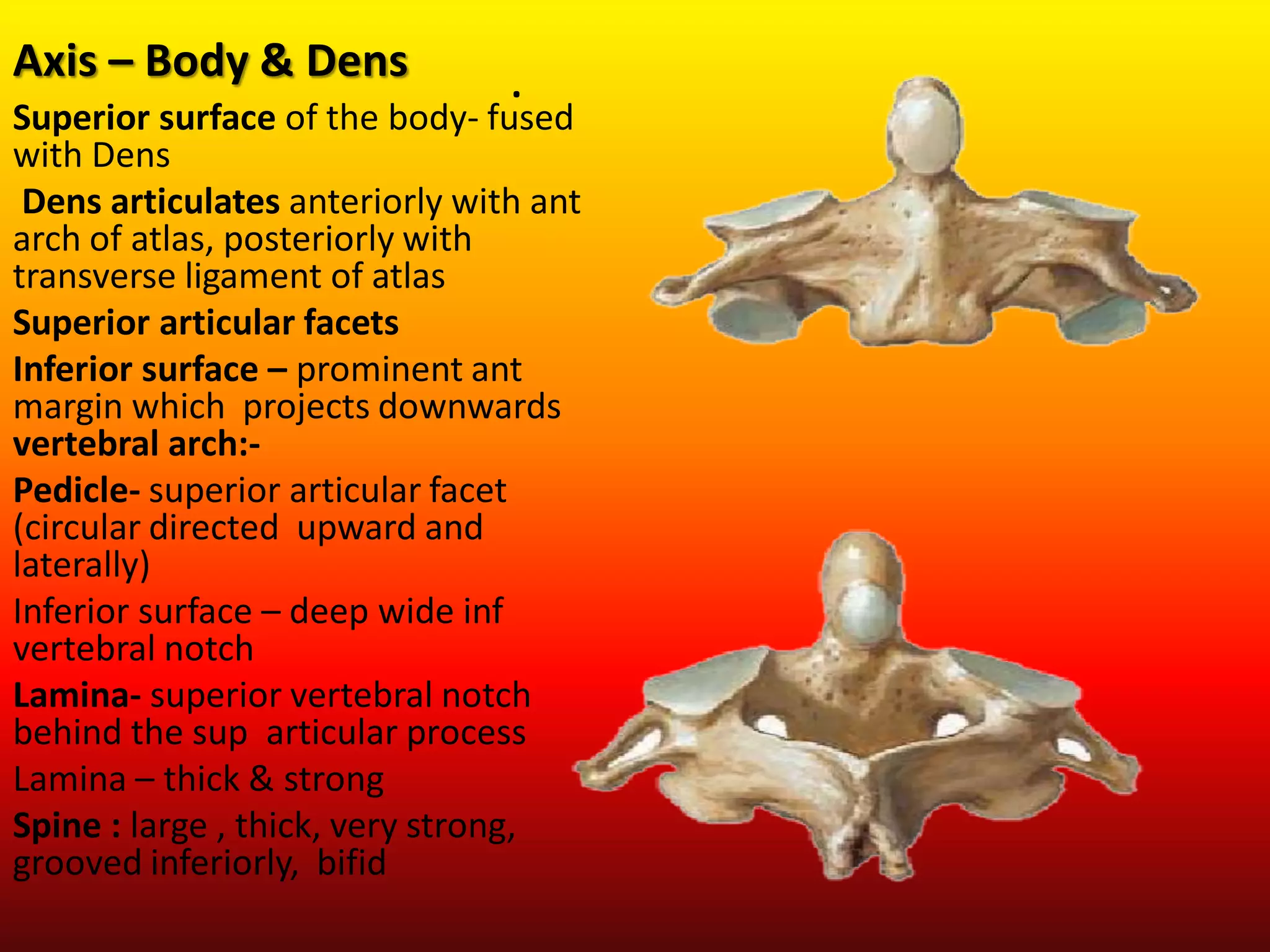 Cervical vertebrae | PDF