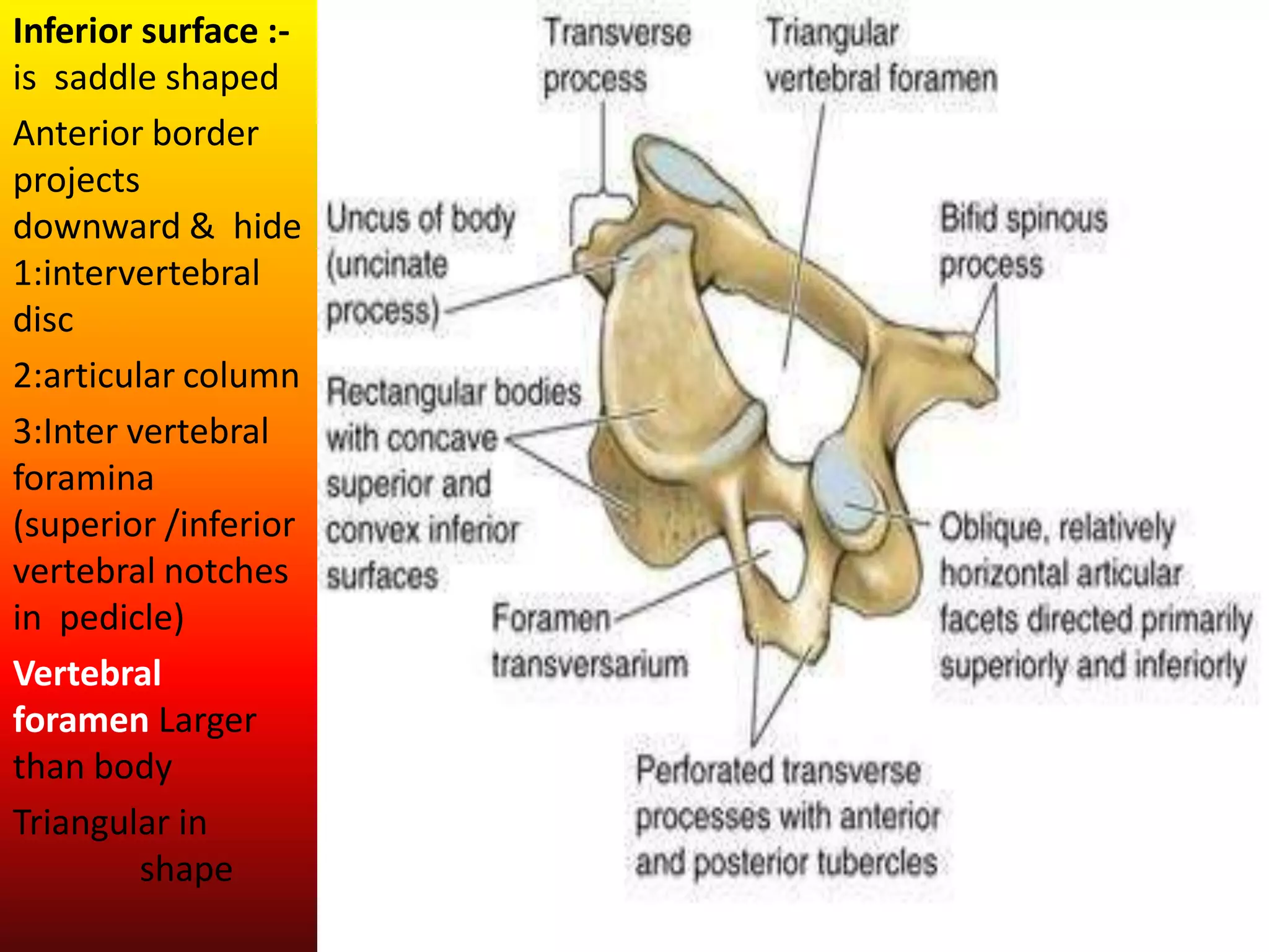 Cervical vertebrae | PDF