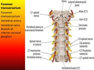 Cervical vertebrae | PDF