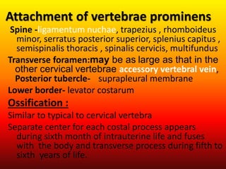 Cervical vertebrae | PDF