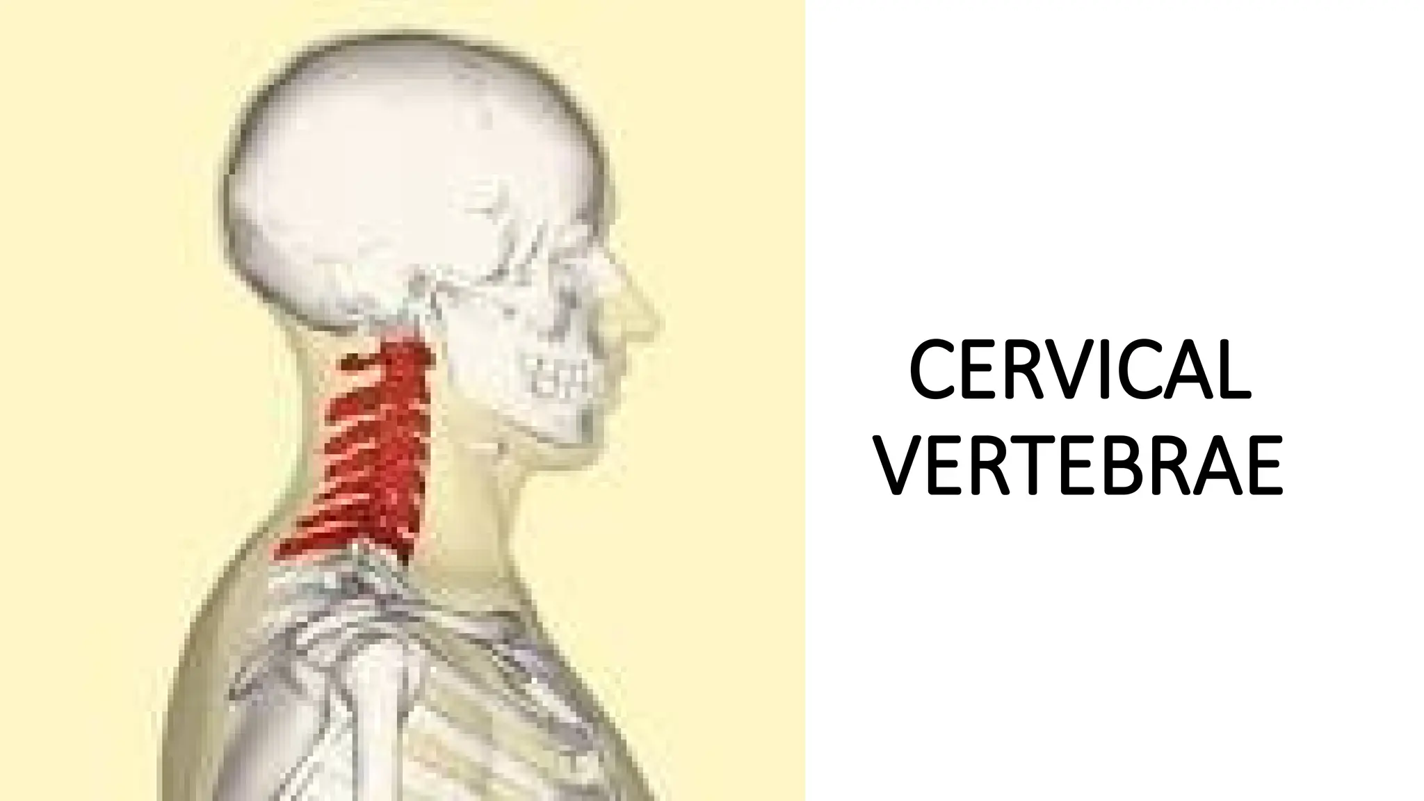 cervical vertebrae presentation by Dr Ela kinra | PPTX