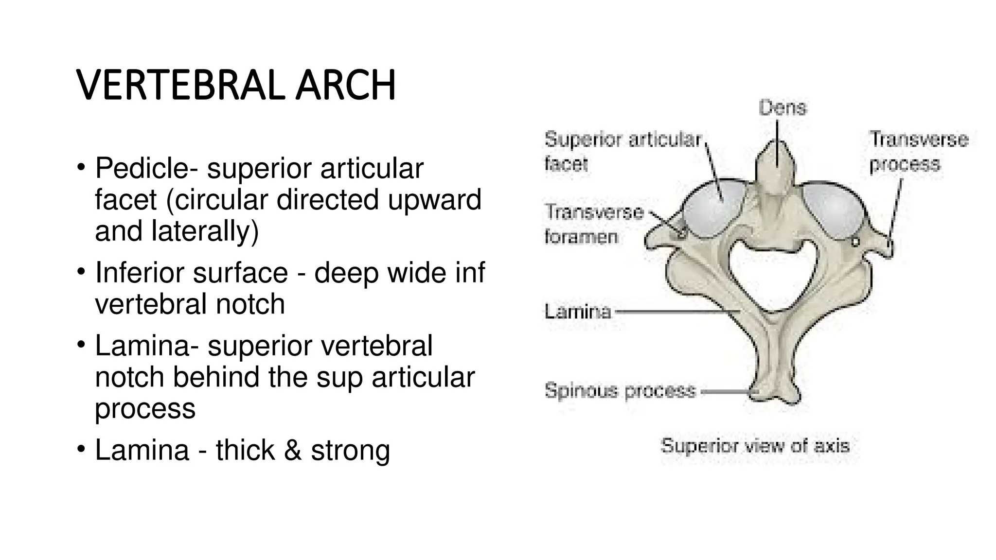 cervical vertebrae presentation by Dr Ela kinra | PPTX