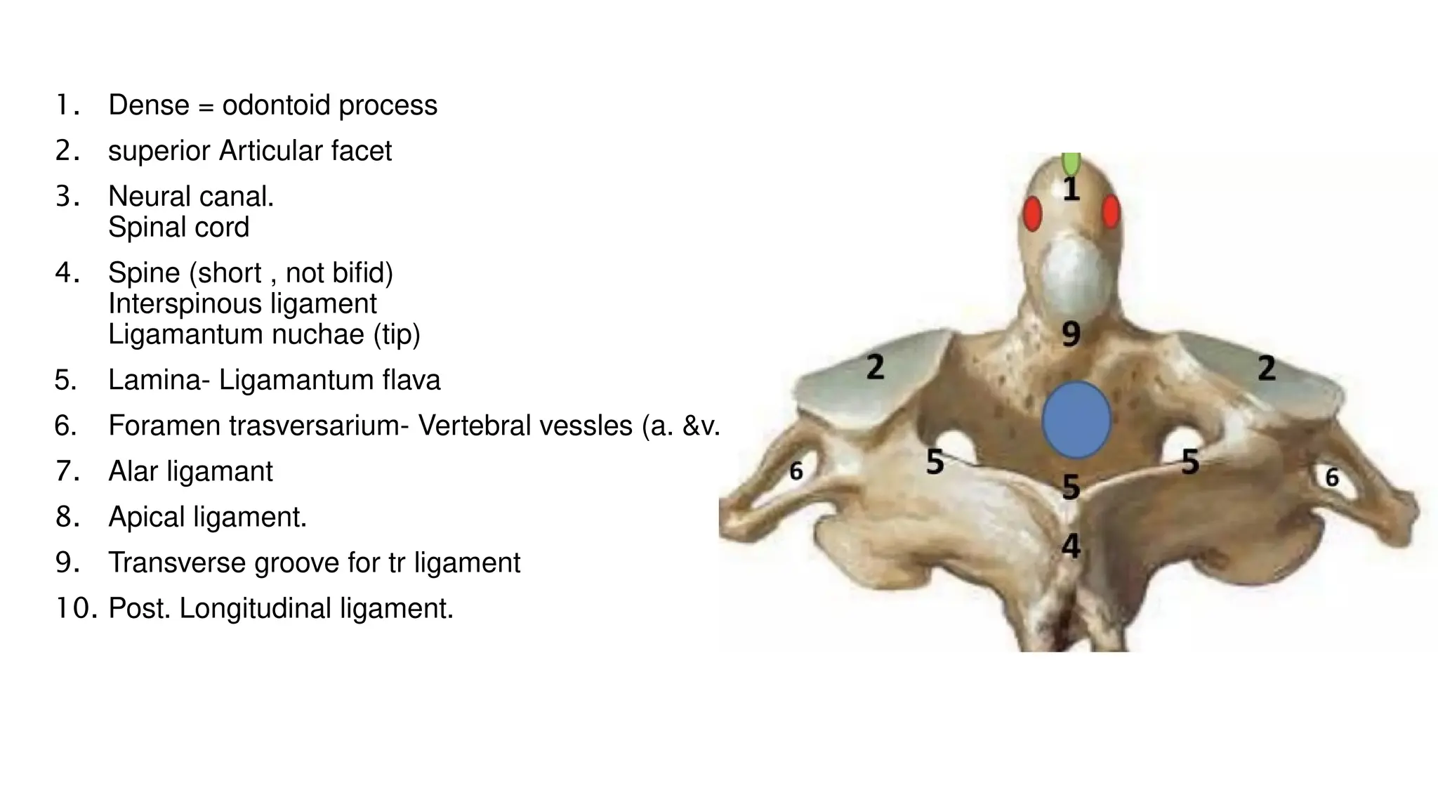 cervical vertebrae presentation by Dr Ela kinra | PPTX