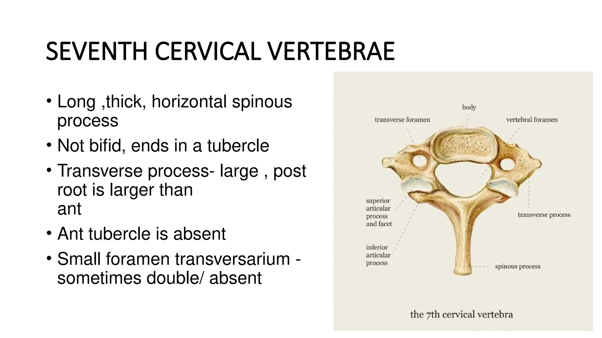 cervical vertebrae presentation by Dr Ela kinra | PPTX