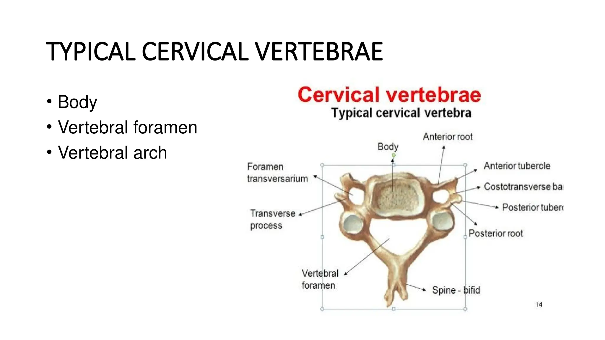 cervical vertebrae presentation by Dr Ela kinra | PPTX