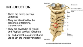 cervical vertebrae presentation by Dr Ela kinra | PPTX