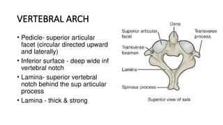 cervical vertebrae presentation by Dr Ela kinra | PPTX