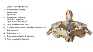cervical vertebrae presentation by Dr Ela kinra | PPT