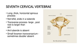 cervical vertebrae presentation by Dr Ela kinra | PPT