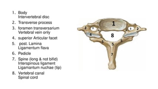 cervical vertebrae presentation by Dr Ela kinra | PPTX