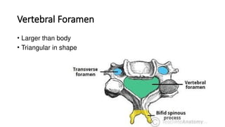 cervical vertebrae presentation by Dr Ela kinra | PPT