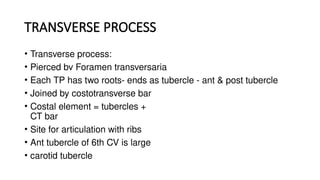 cervical vertebrae presentation by Dr Ela kinra | PPTX