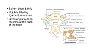 cervical vertebrae presentation by Dr Ela kinra | PPTX