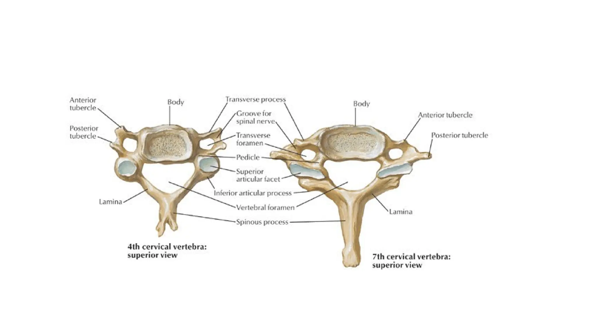 cervical vertebrae medical human anatomy.pptx