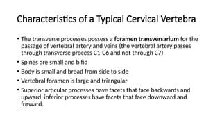 cervical vertebrae medical human anatomy.pptx